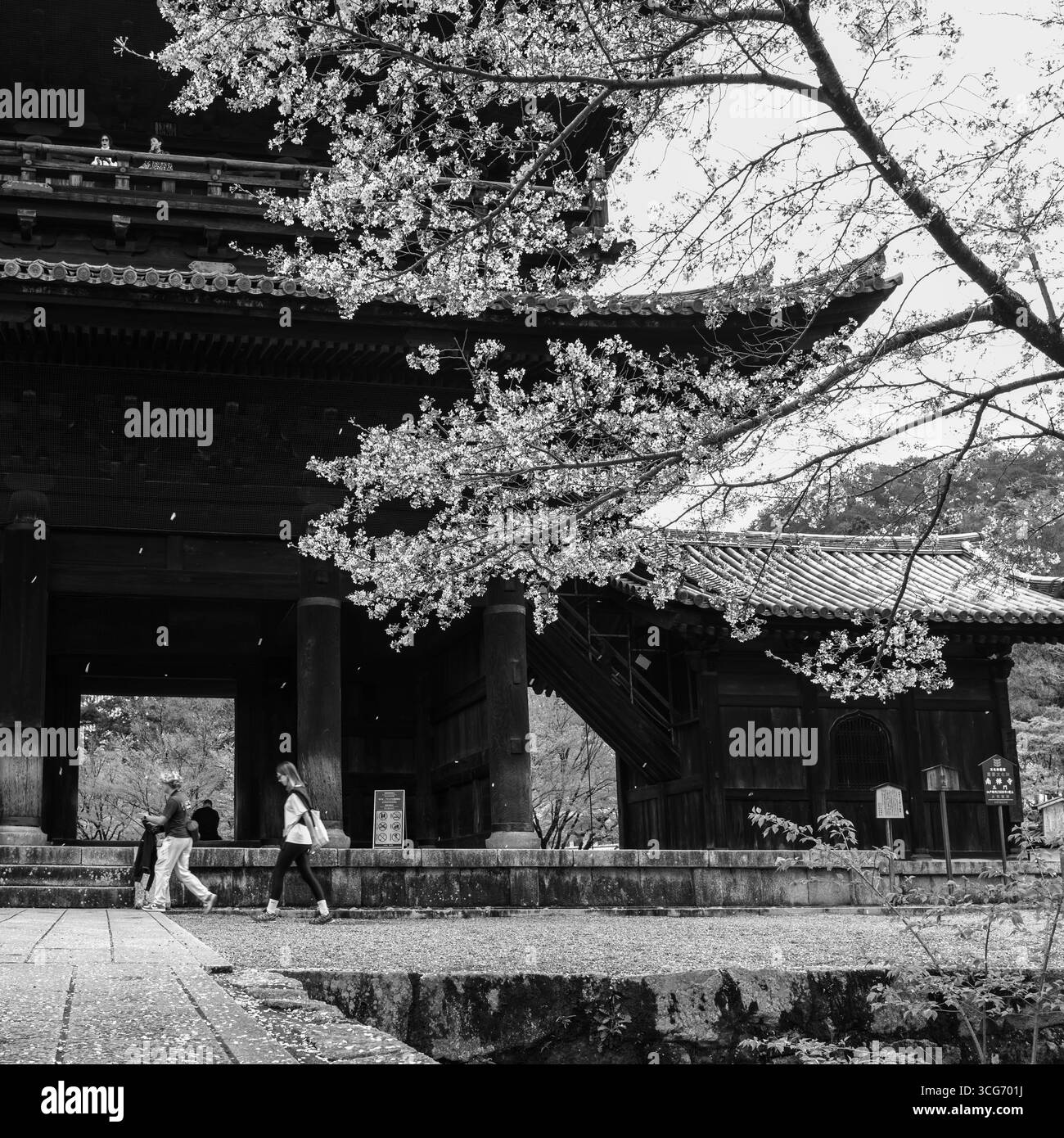 Black and white image showcasing Sanmon Gate adorned with blossoming ...