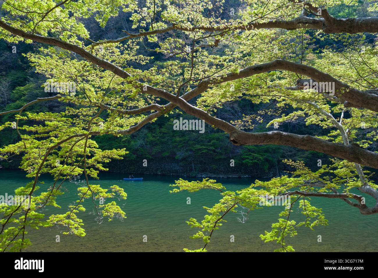 Japanese maple trees hanging over the green Katsura River on a sunny ...