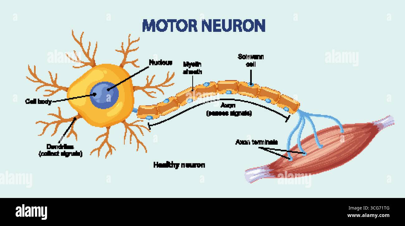 Labeled vector illustration of a healthy motor neuron connecting to ...