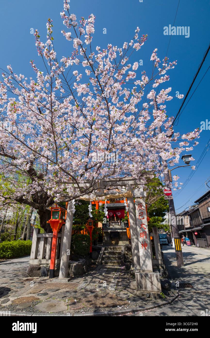 Blooming Japanese cherry tree at the Tatsumi-jinja Shrine, Gion ...