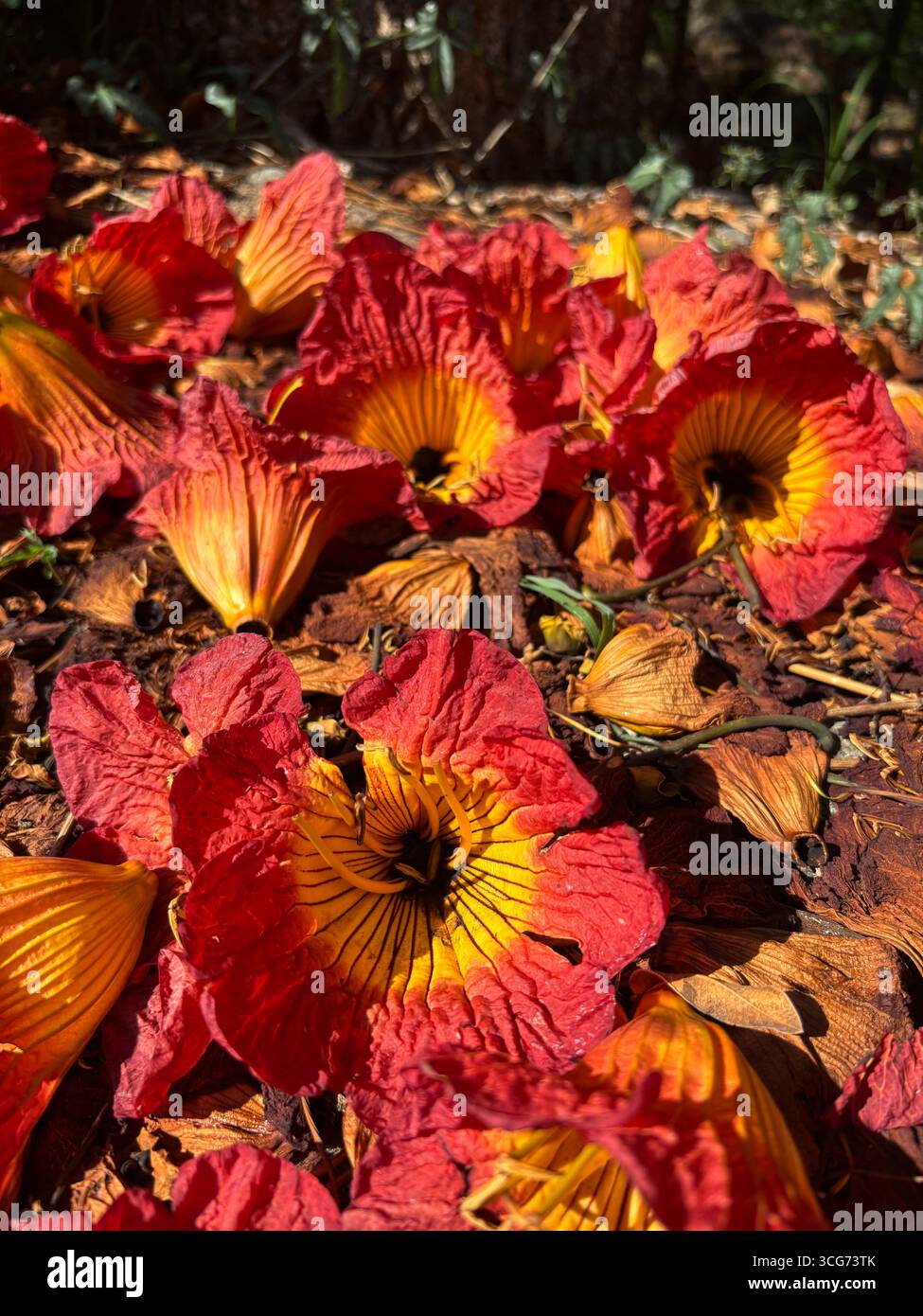 Fallen flowers of African Flame Tree (fernandoa magnifica) from ...