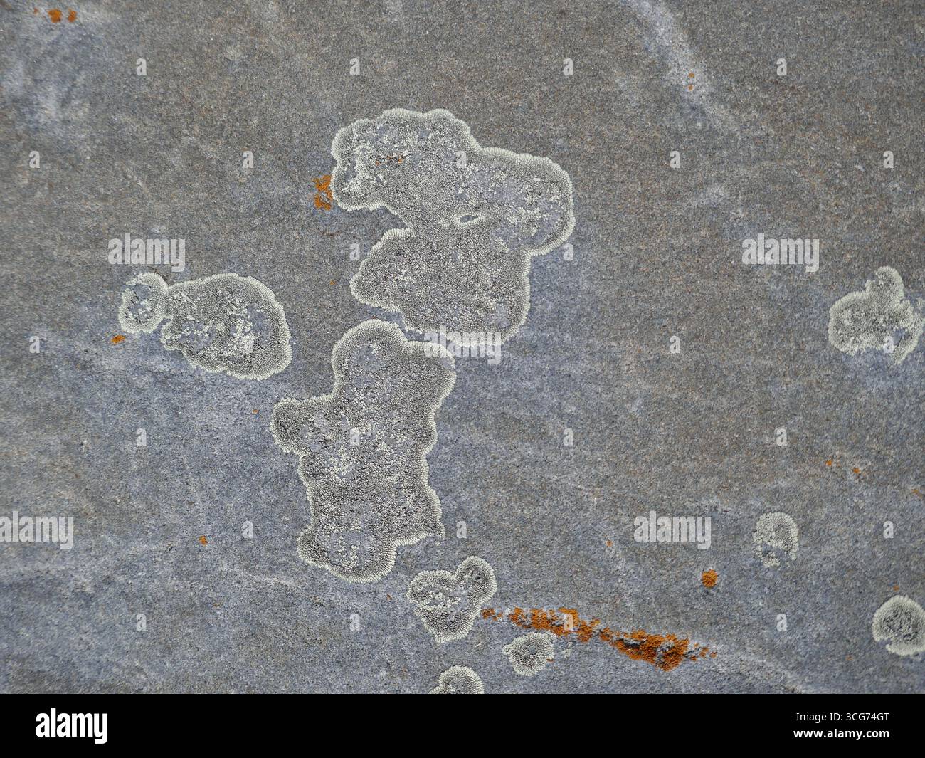 Lichen on rock surface in hi-res stock photography and images - Alamy