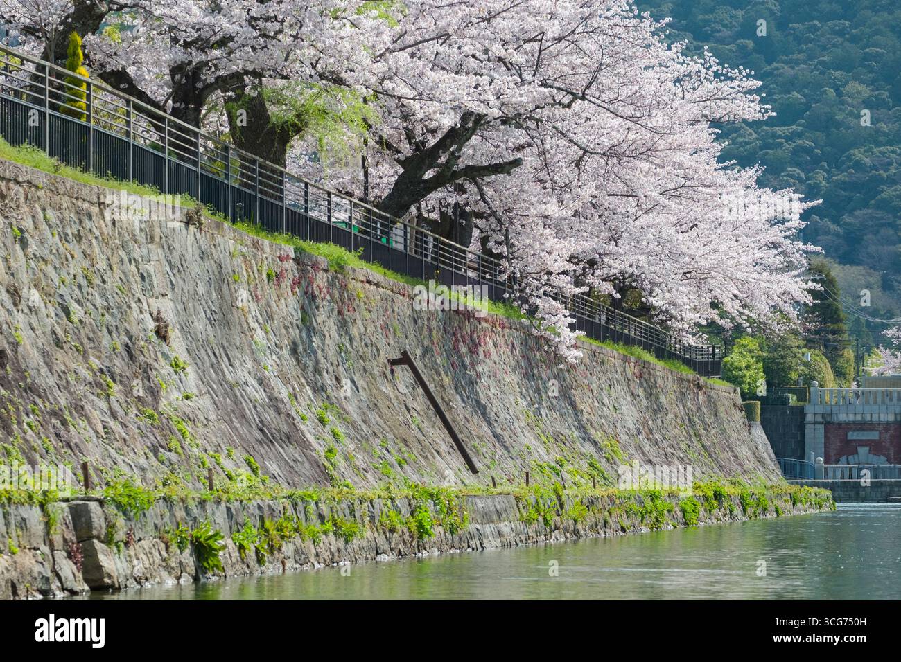 Japanese cherry trees in full bloom seen from the Okazaki Canal along ...