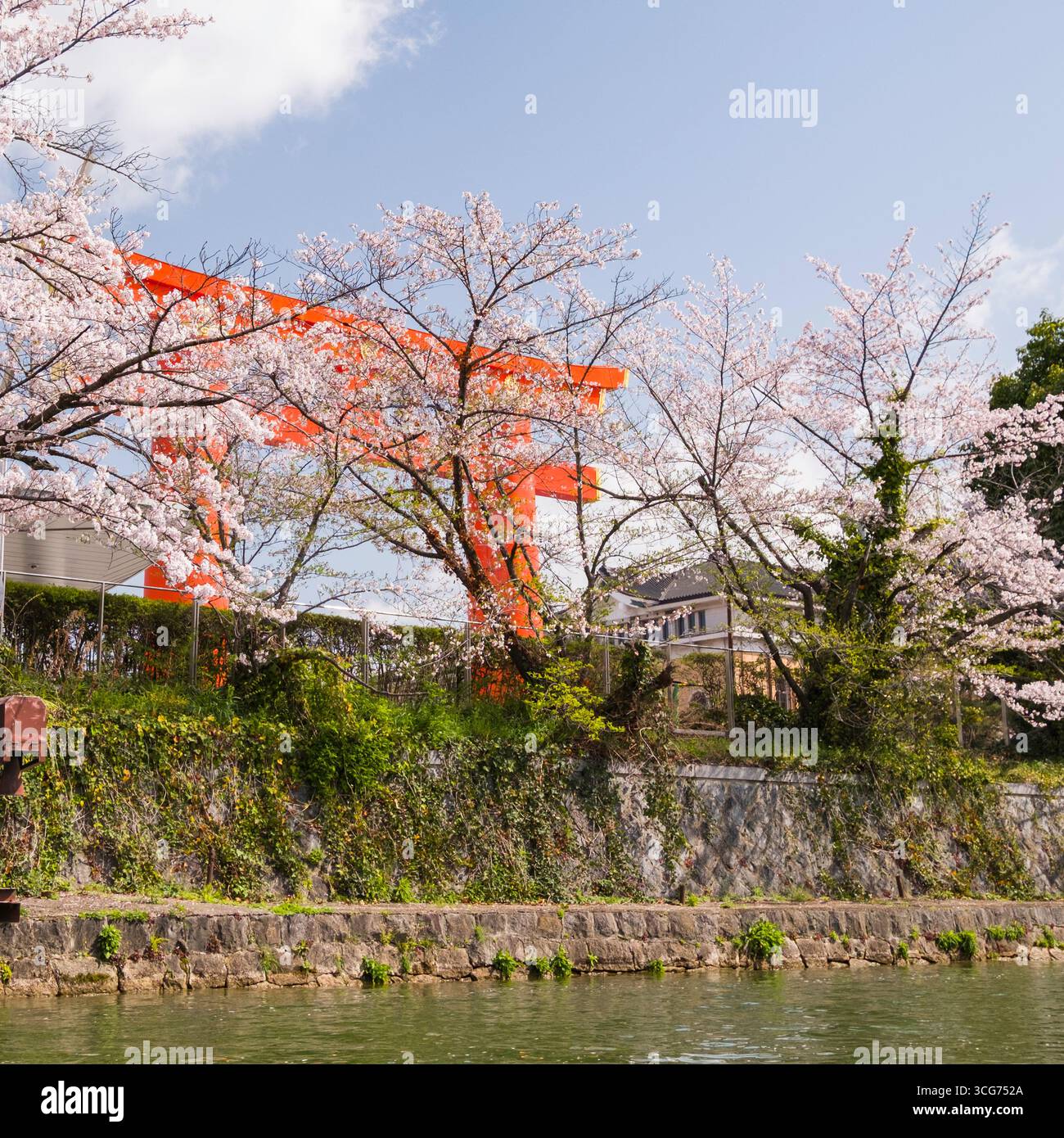 Heian-Jingu Shrine Grand Torii behind blooming Japanese cherry trees ...