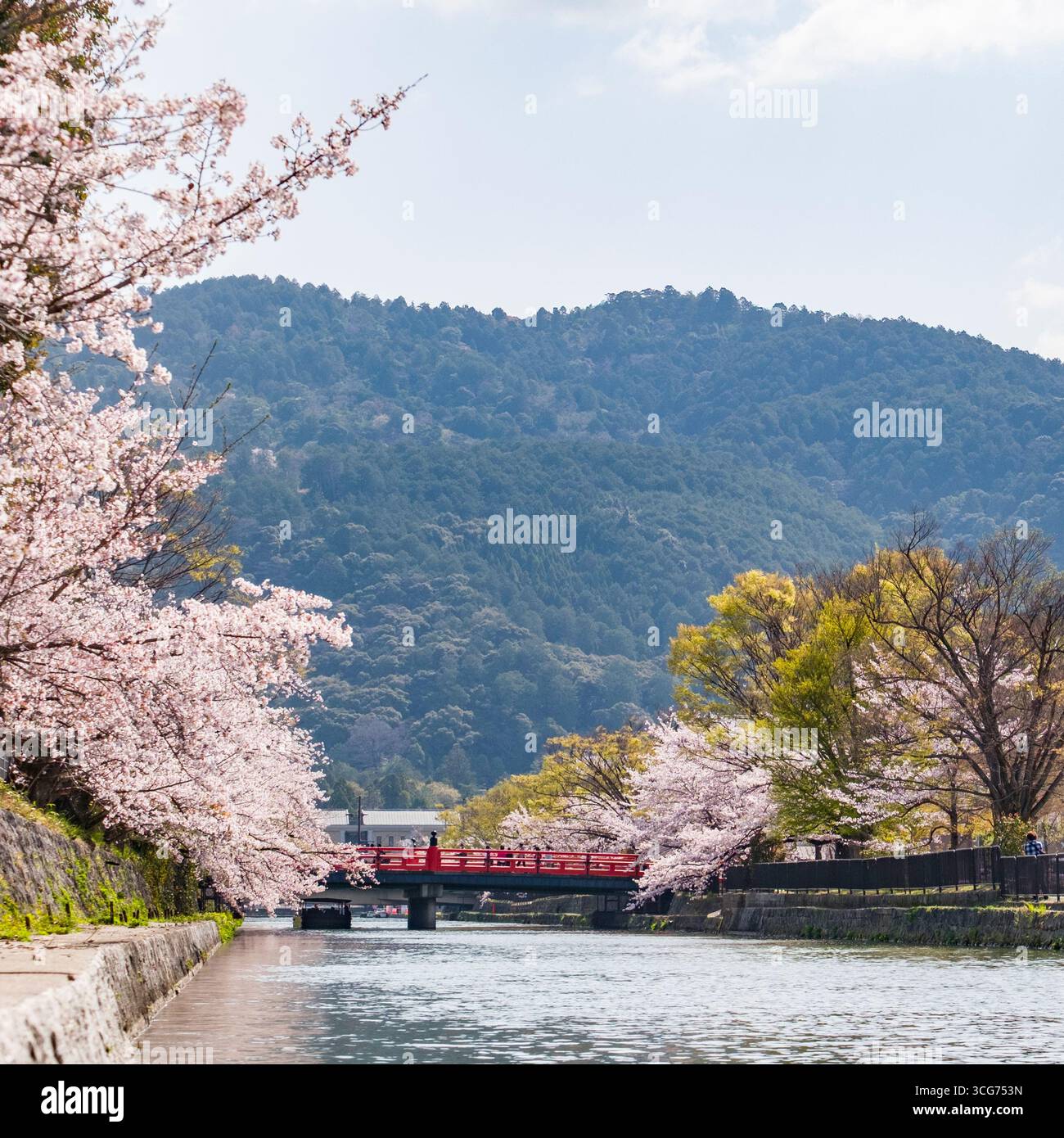 View of blooming Japanese cherry trees seen from Okazaki Jikkokubune ...