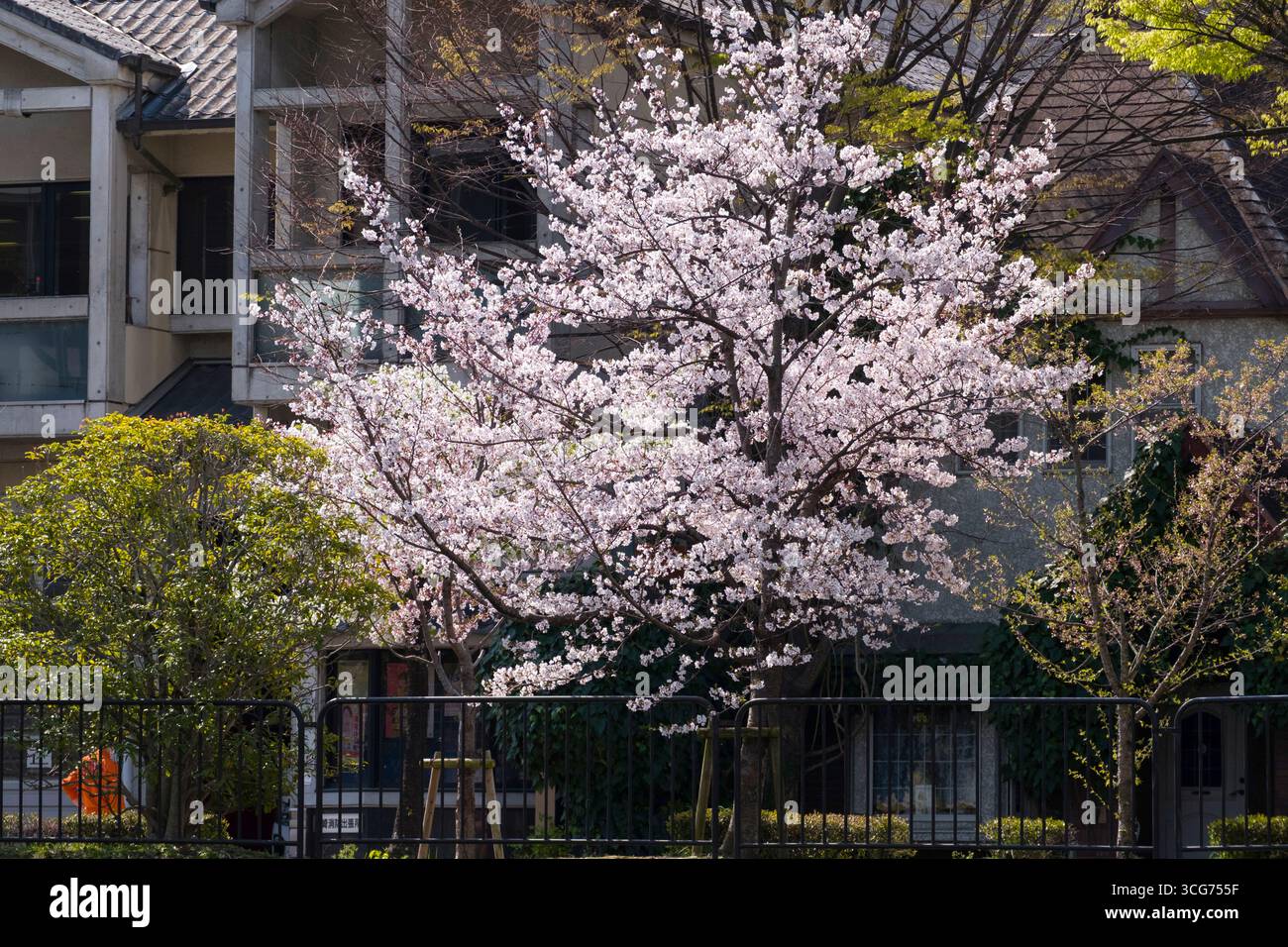 Colorful Japanese cherry trees in full bloom along the Okazaki Sakura ...