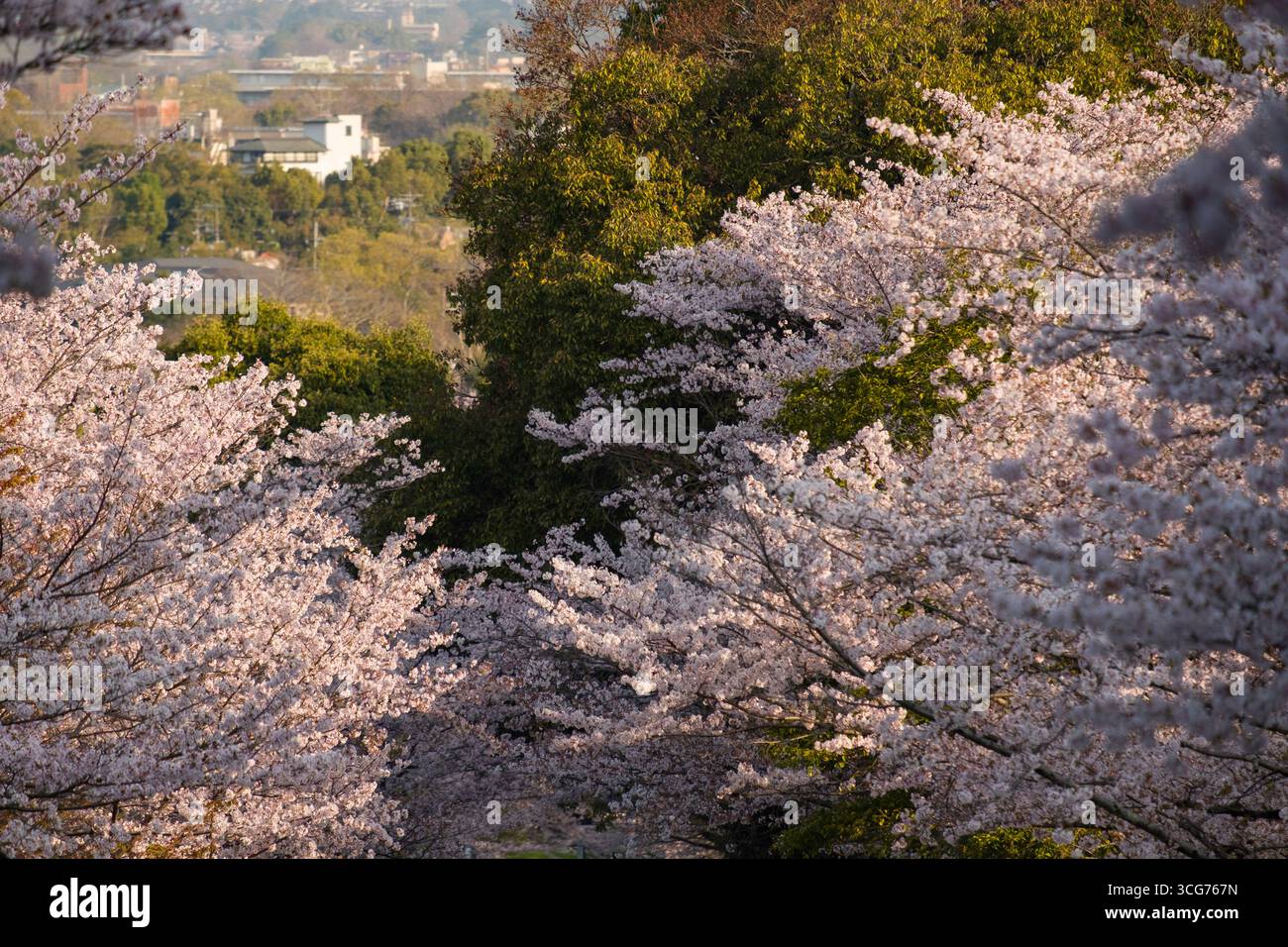 Tops of blooming Japanese cherry trees, Higashiyama, Kyoto, Kansai ...