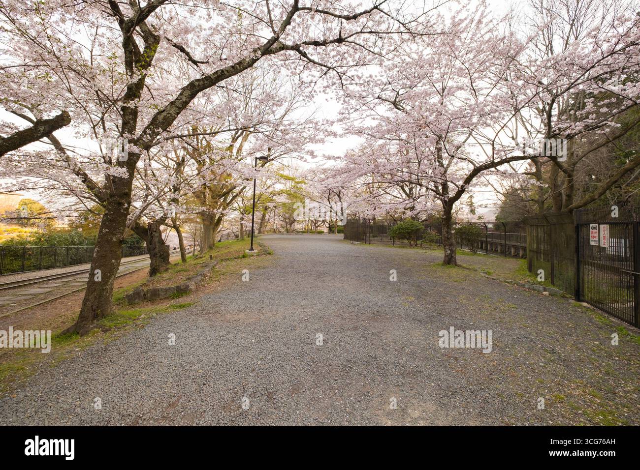 Blooming Japanese cherry trees Keage Sosui Park, Sakyo, Kyoto, Kansai ...