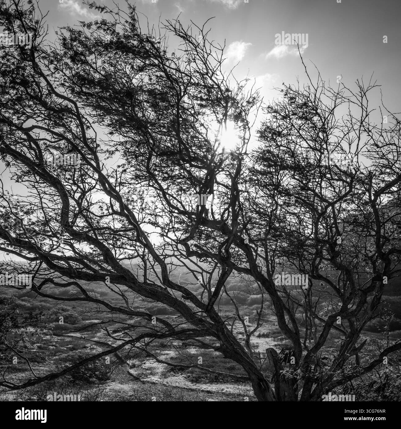 Silhouette of Kiawe tree along the Makapuʻu Point Lighthouse Trail ...