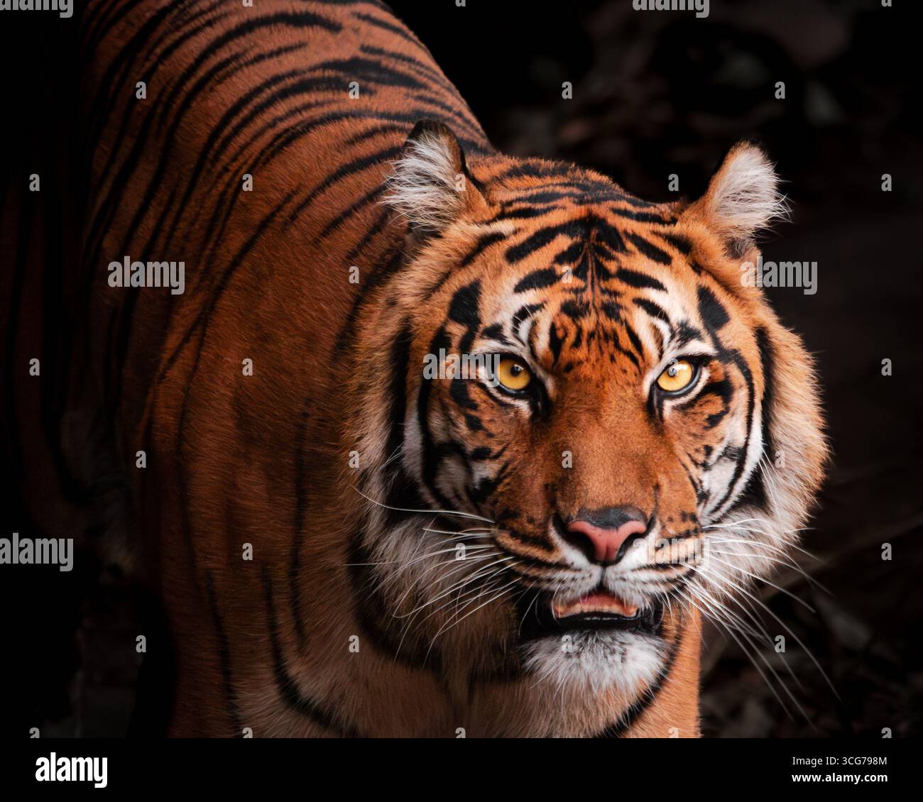 Majestic Bengal Tiger Close-Up Portrai Stock Photo - Alamy