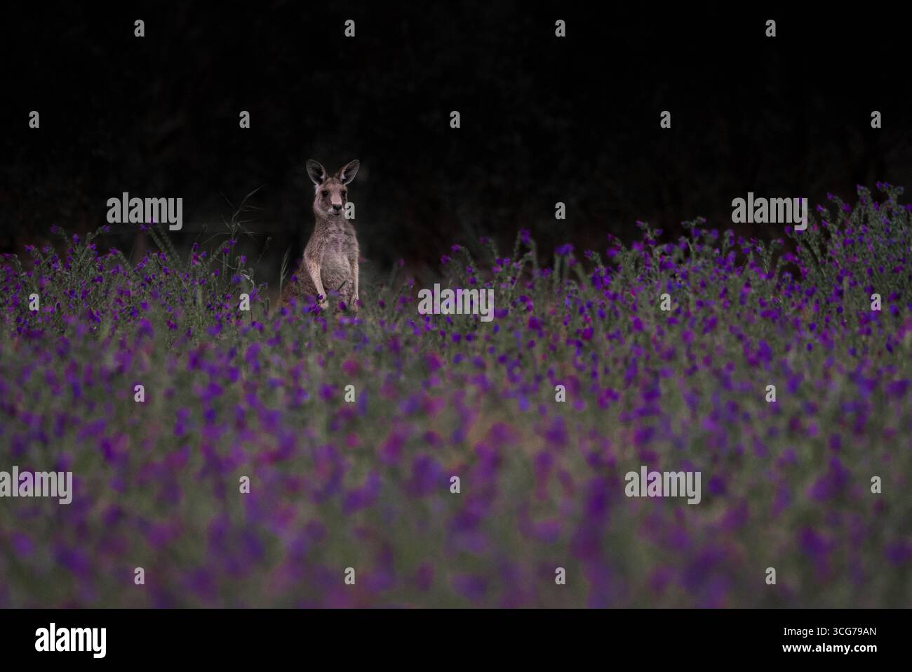 Kangaroo in purple flowers hi-res stock photography and images - Alamy