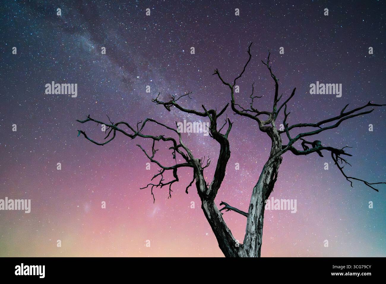 Silhouette Tree Under Starry Twilight Sky with Milky Way Stock Photo ...