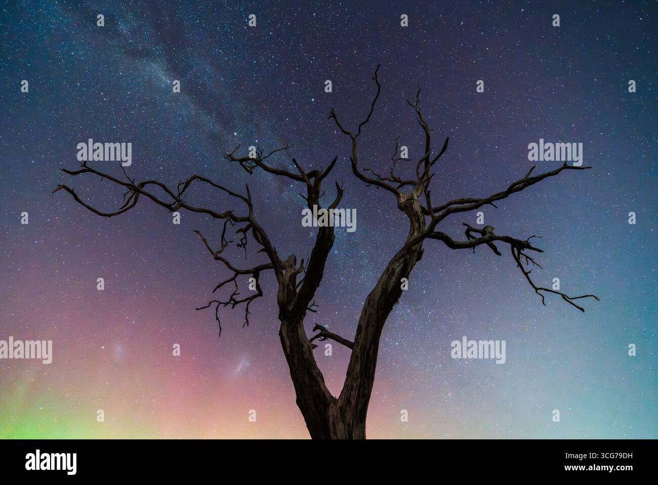 Silhouette Tree Under Starry Twilight Sky with Milky Way Stock Photo ...