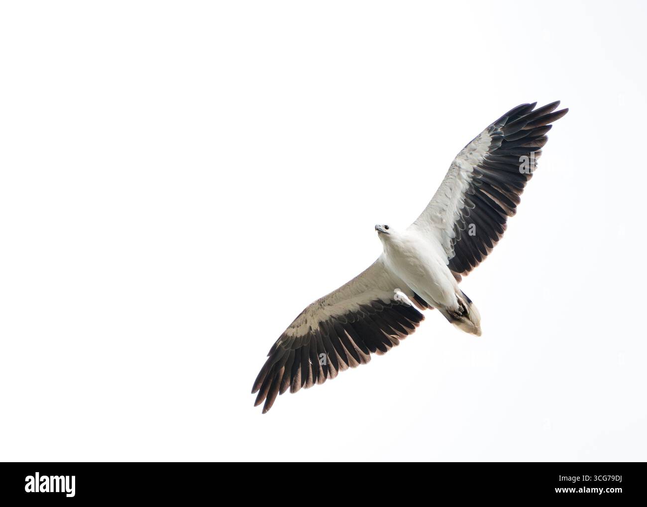 Eagle in flight white Cut Out Stock Images & Pictures - Alamy