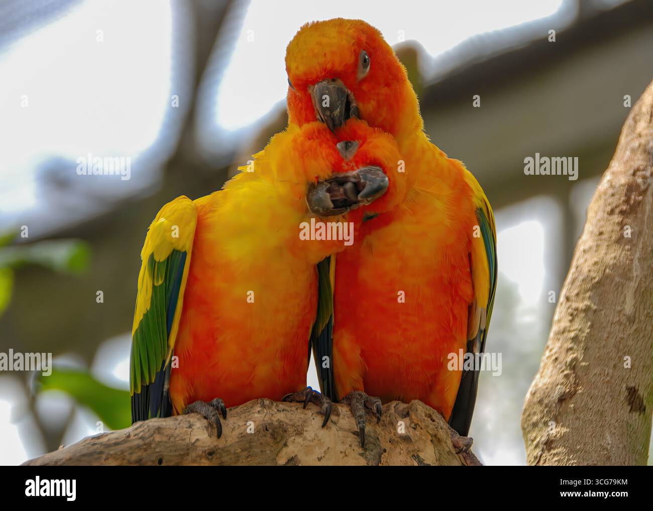 Sun Conures on a branch Stock Photo - Alamy