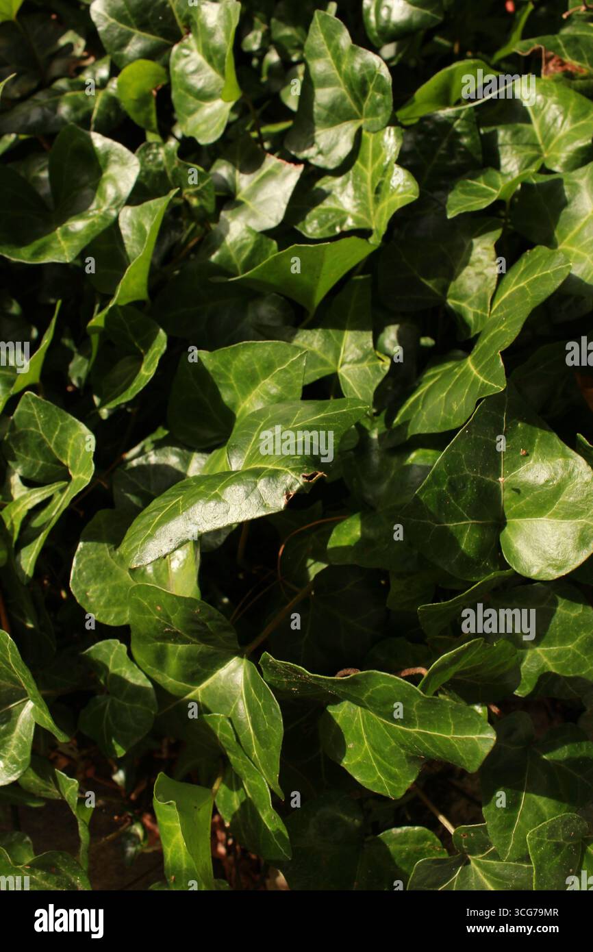 shiny green leaves in the garden background Stock Photo - Alamy