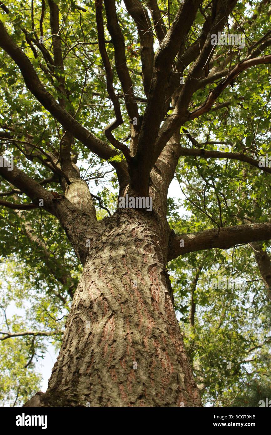 Upward view sky in hi-res stock photography and images - Alamy