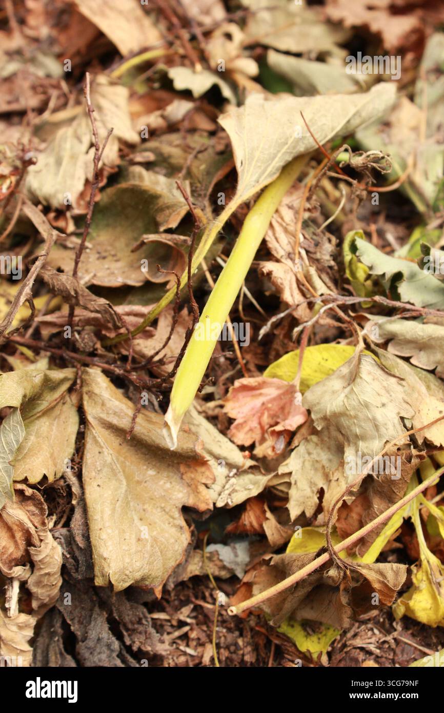 Dry leaf litter photo hi-res stock photography and images - Alamy