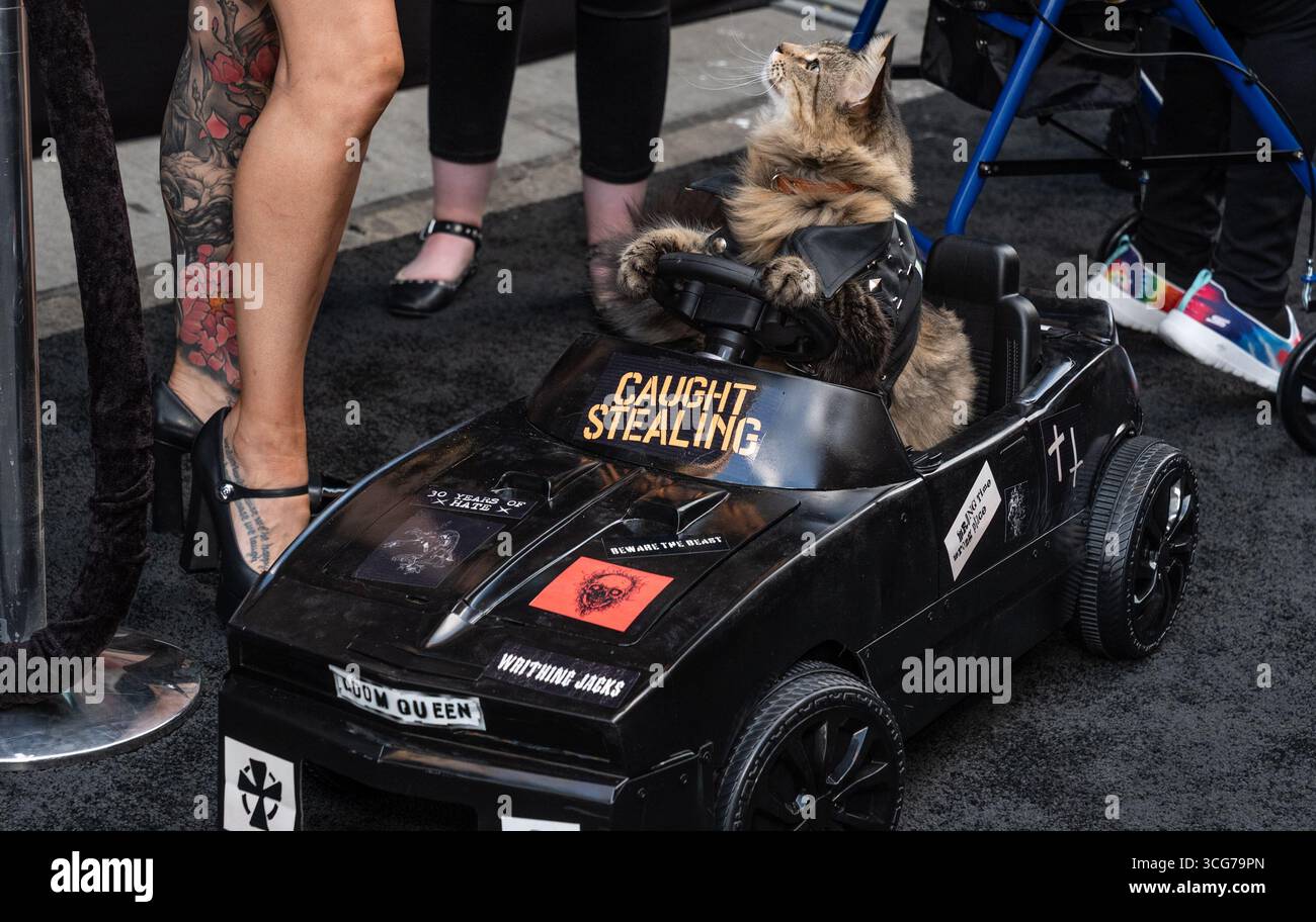 Tonic The Cat attends premiere of Columbia Pictures Caught Stealing at ...