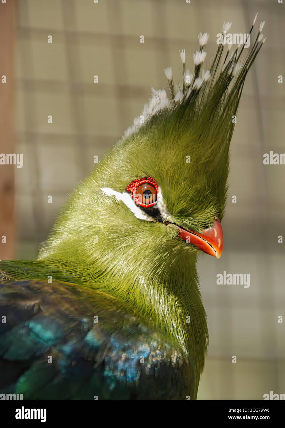 Fischer's turaco hi-res stock photography and images - Alamy