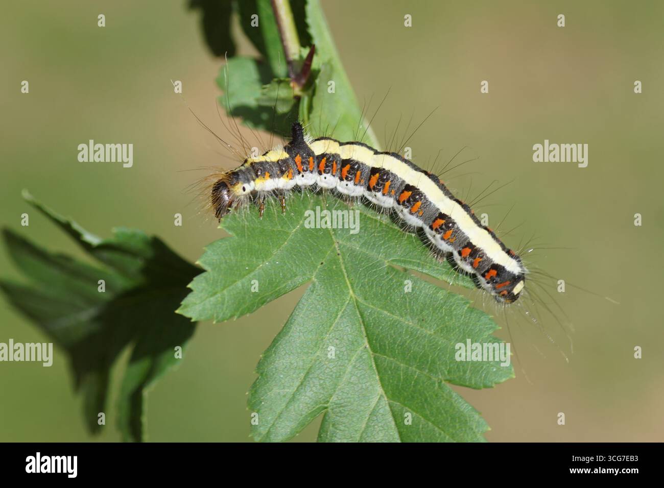 Caterpillar grey dagger (Acronicta psi), family Noctuidae on a leaf of ...