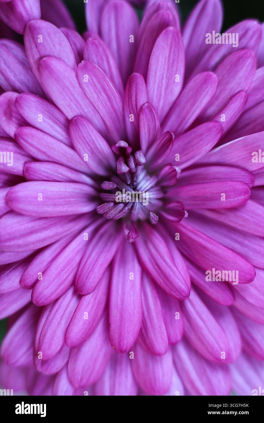 White chrysanthemum morifolium autumn hi-res stock photography and ...