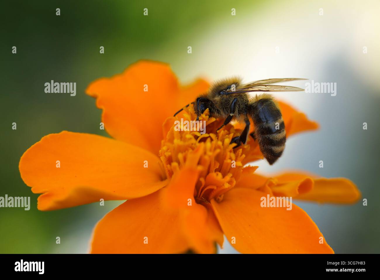 Beautiful french marigold on hi-res stock photography and images - Alamy