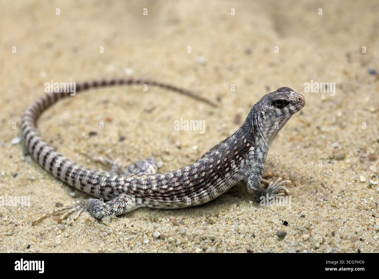 Desert Iguana (Dipsosaurus dorsalis), adult, on ground, alert, captive ...