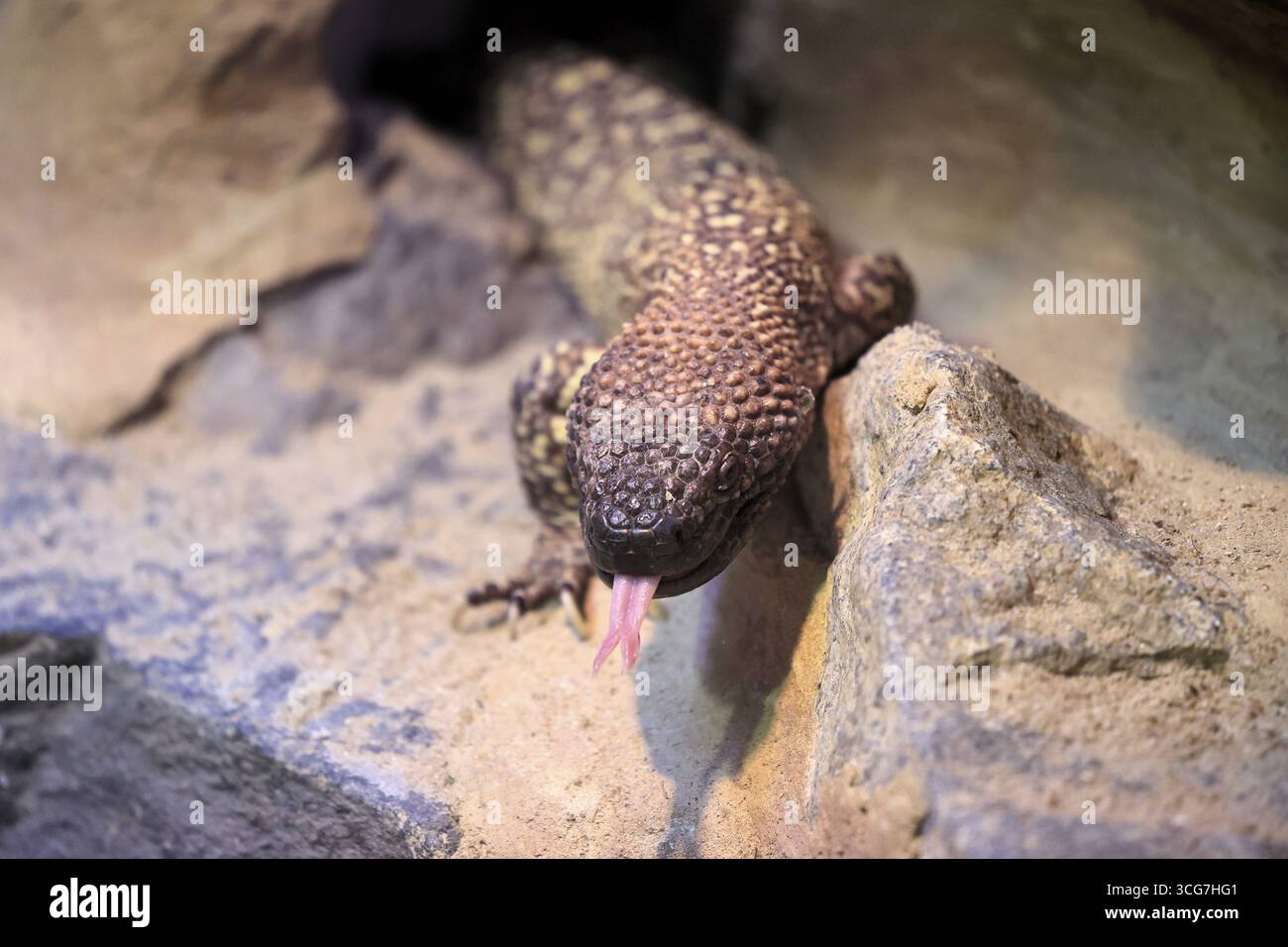 Scorpion crust lizard (Heloderma horridum), adult, portrait, on ground ...
