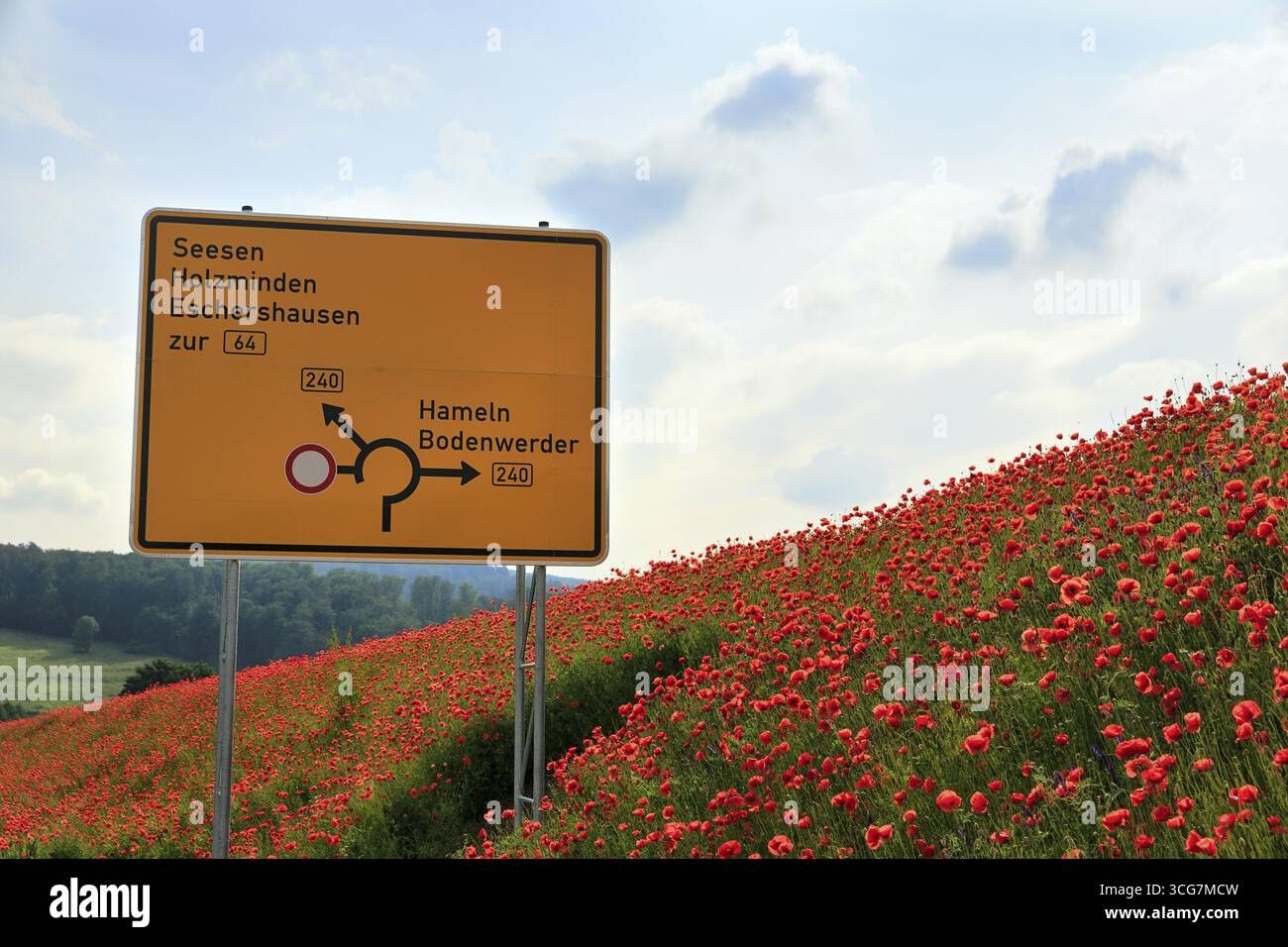 Traffic sign on the B 240 federal road, roundabout, poppy blossom ...
