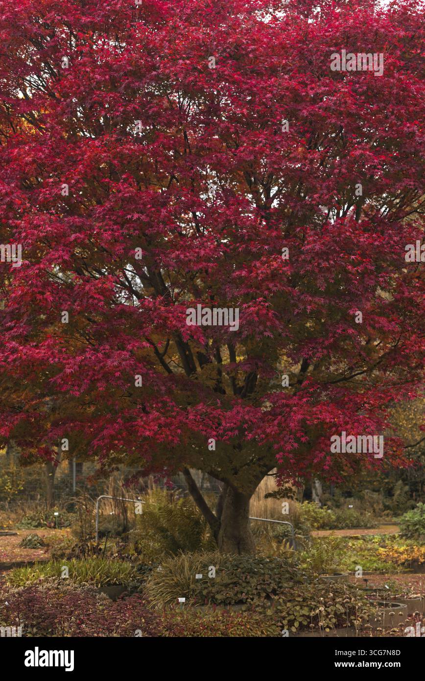 Fan maple (Acer palmatum) with intense red autumn foliage in the ...