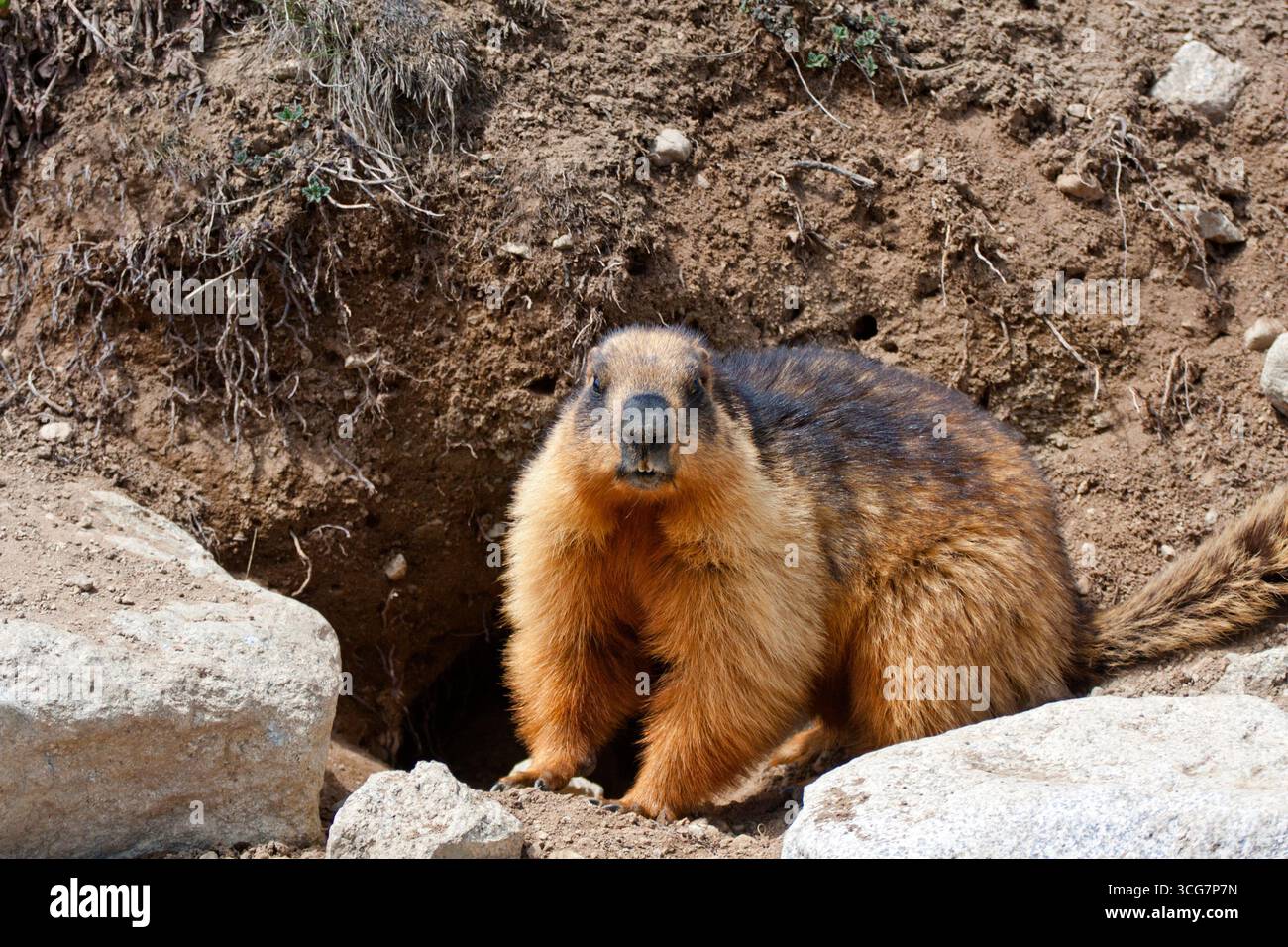 The yellow-bellied marmot, also known as the rock chuck, is a large ...