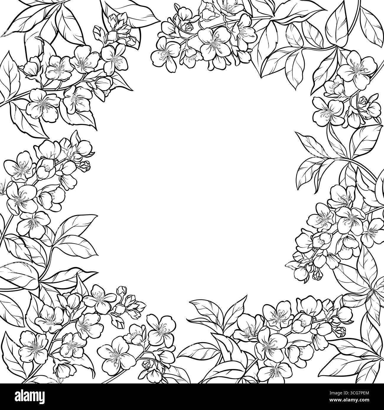 White flowers jasmine Black and White Stock Photos & Images - Alamy