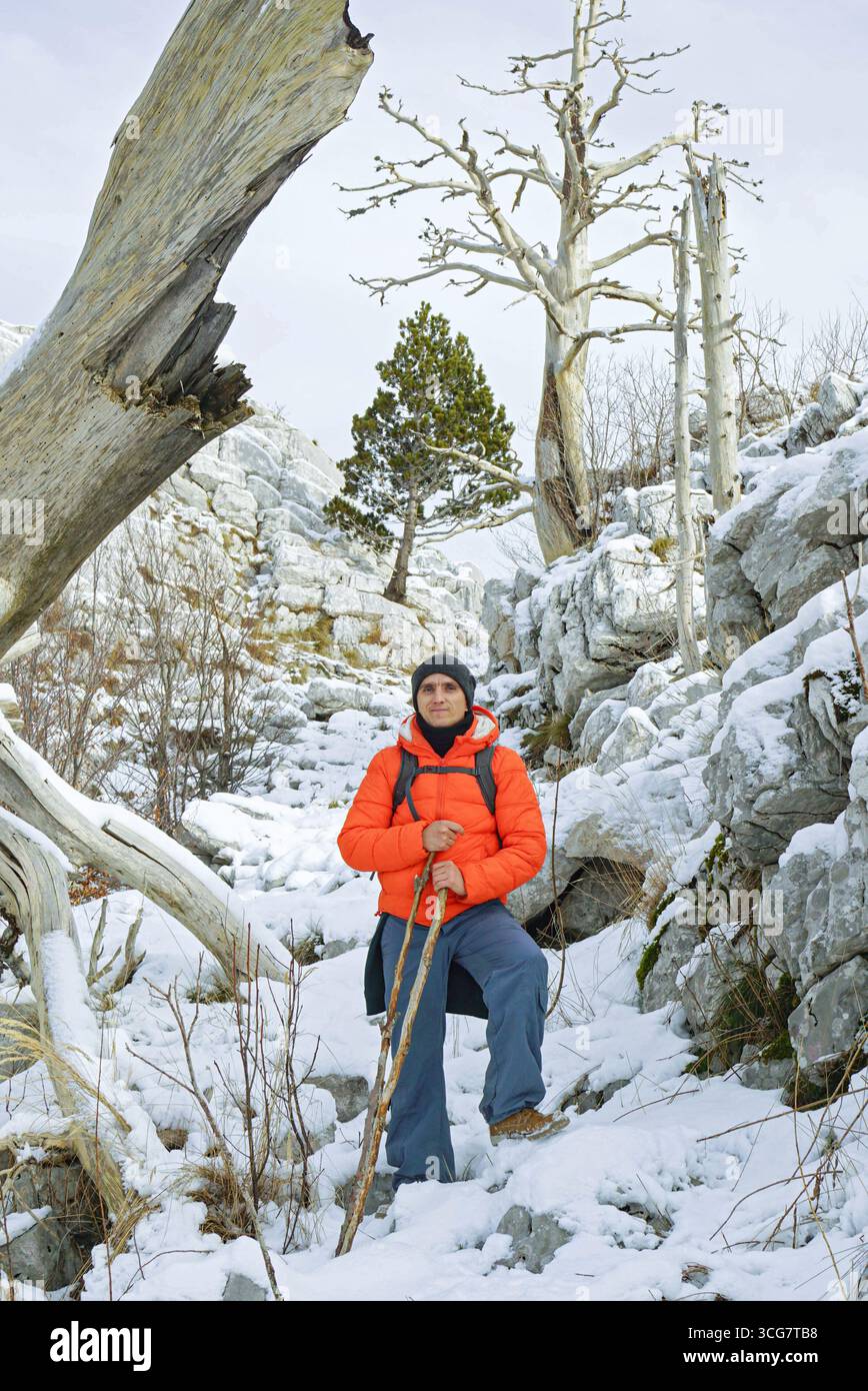 Dead trees, snowy rocks and hiker. A man walking along the route to the ...