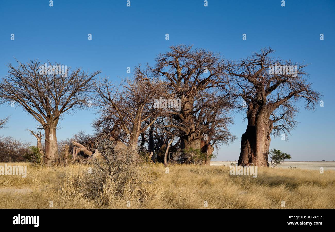 African baobab (Adansonia digitata) of Baines Baobabs, Nxai Pan National Park, Botswana Africa ...
