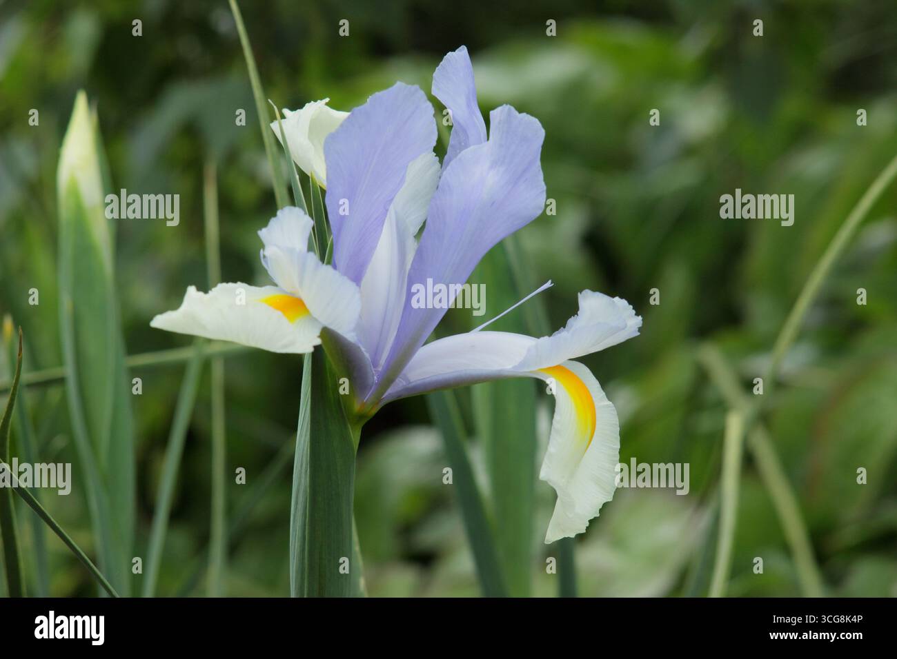 Iris Silvery Beauty A Dutch Iris Displaying Characteristic Pale Blue Standards And Creamy