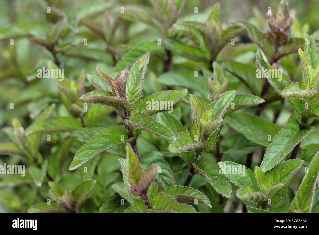 Mentha piperita f citrata chocolate hi-res stock photography and images ...