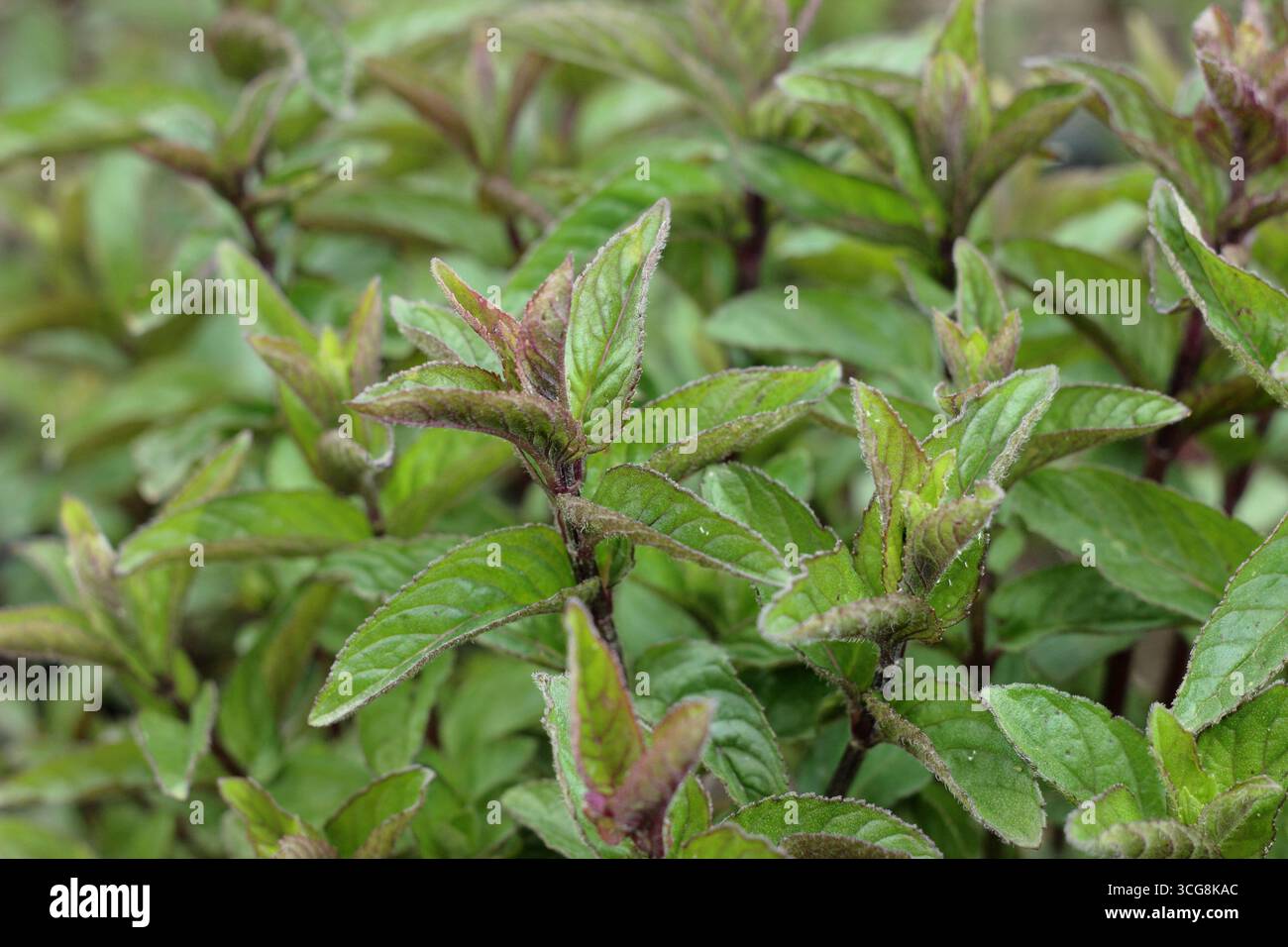 Mentha piperita f citrata chocolate hi-res stock photography and images ...