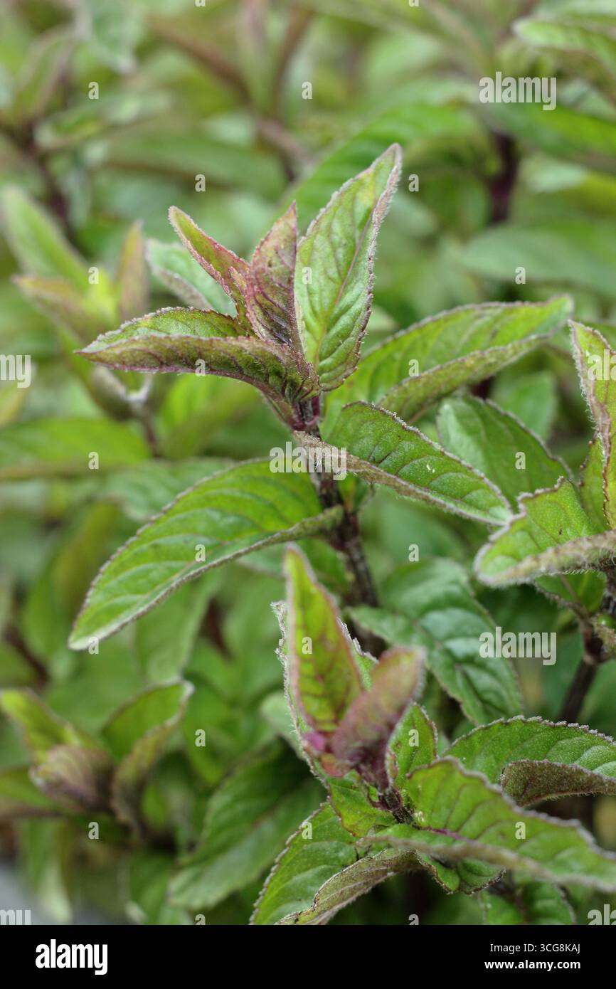 Mentha piperita chocolate hi-res stock photography and images - Alamy