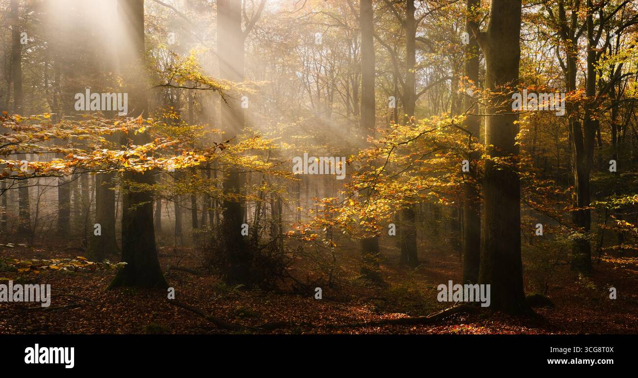 Beams of sunlight fall through mist and illuminate branches with yellow ...