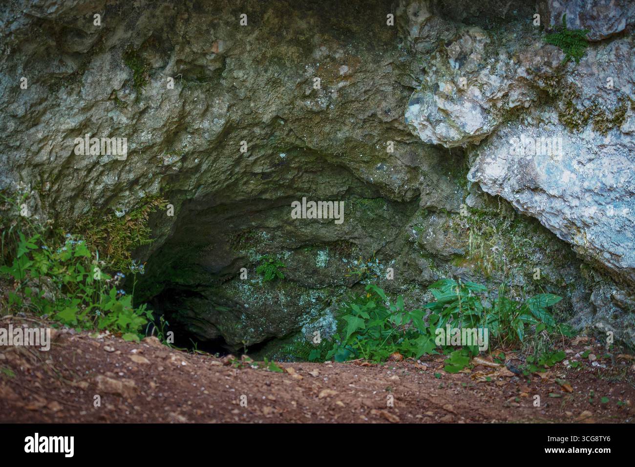 Brown bear den, where the animal takes refuge during hibernation. Cave ...