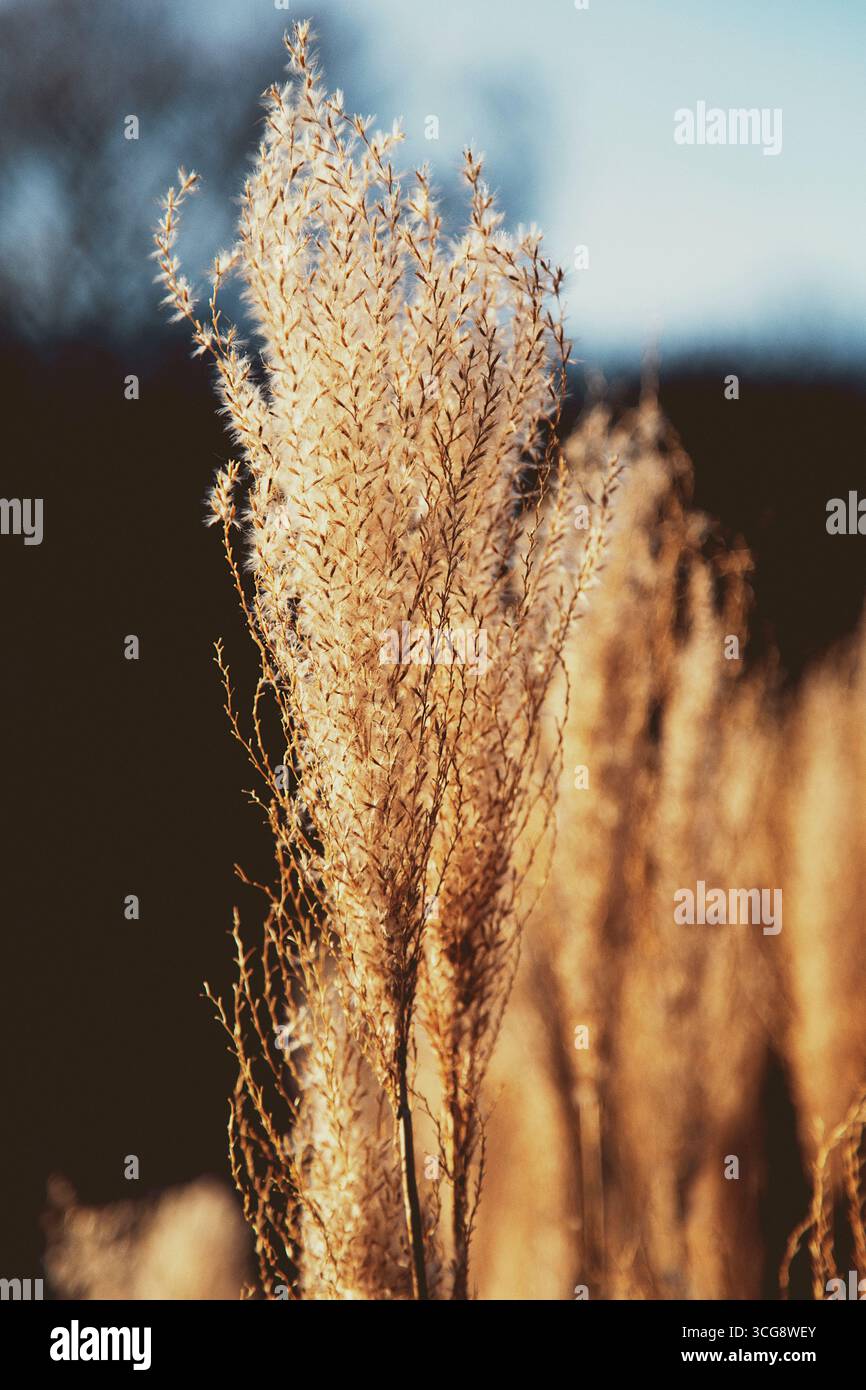 Dried reed in afternoon winter light, Malmö, Sweden Stock Photo - Alamy