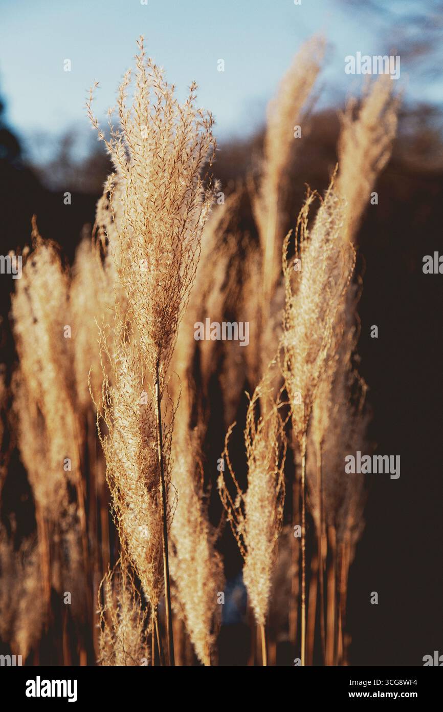 Dried reed in afternoon winter light, Malmö, Sweden Stock Photo - Alamy