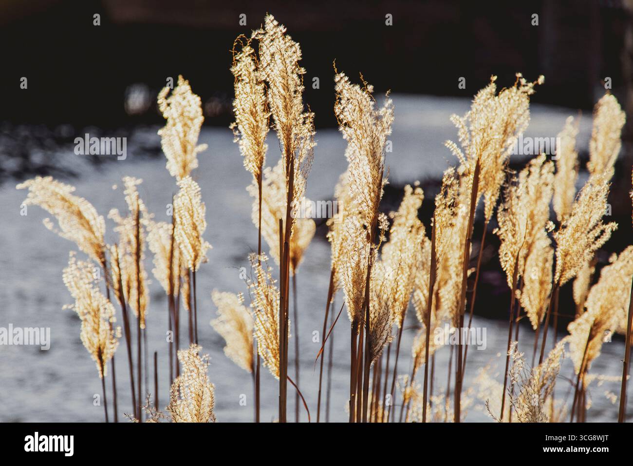 Dried reed in afternoon winter light, Malmö, Sweden Stock Photo - Alamy