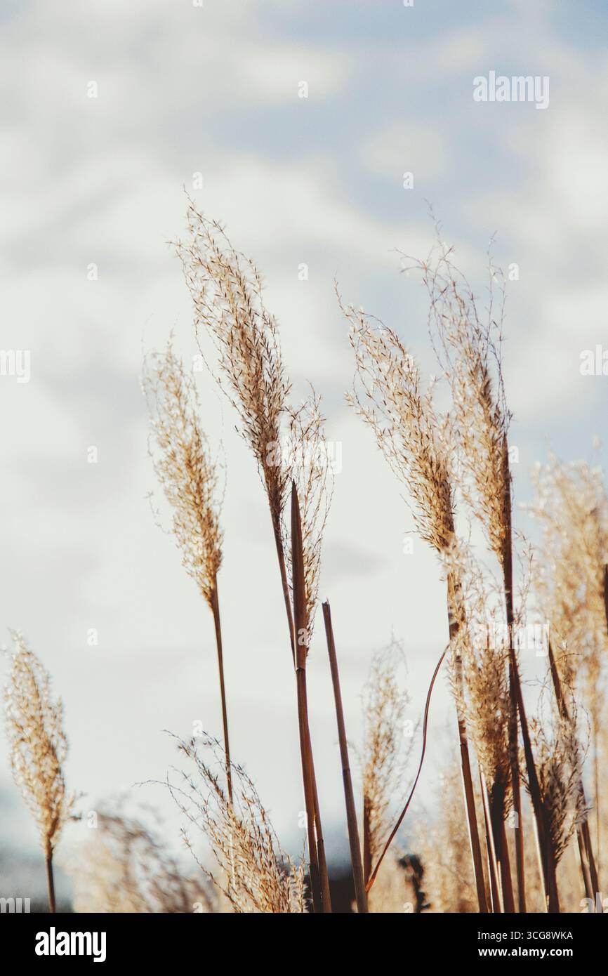 Dried reed in afternoon winter light, Malmö, Sweden Stock Photo - Alamy