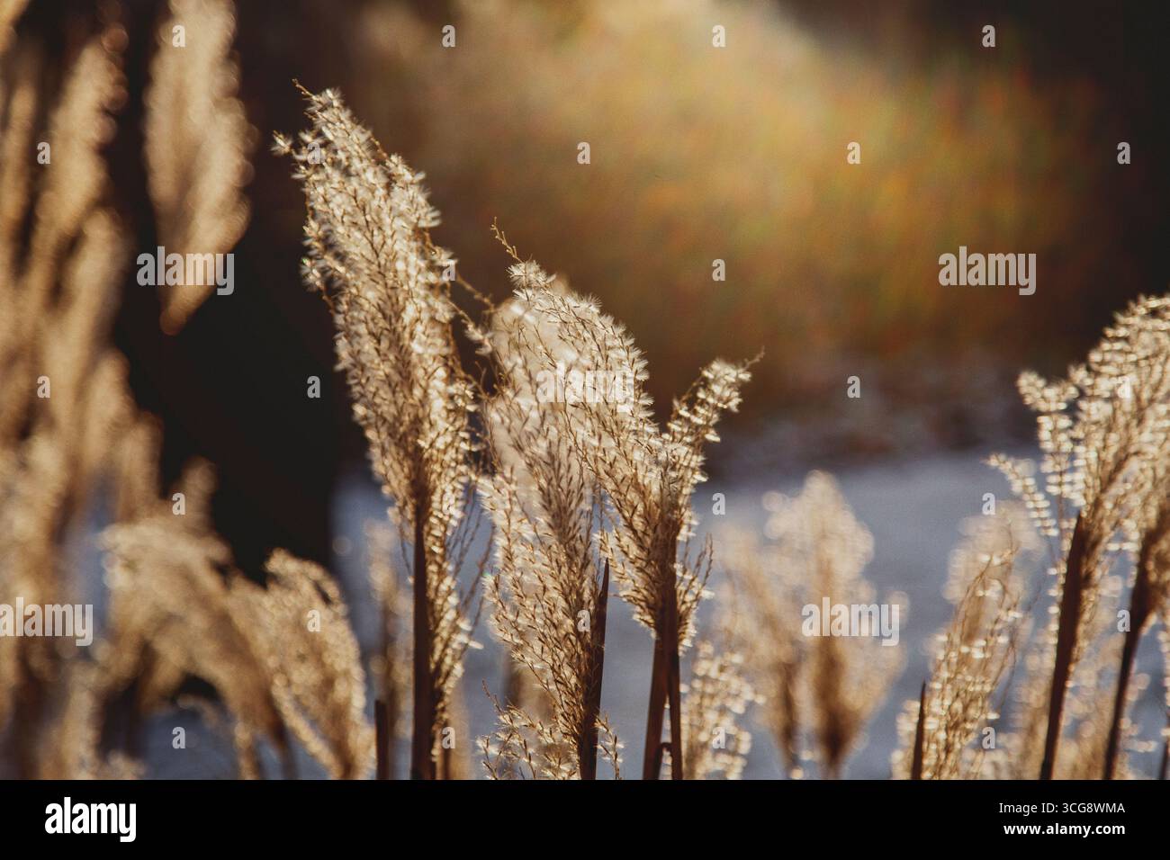Dried reed in afternoon winter light, Malmö, Sweden Stock Photo - Alamy