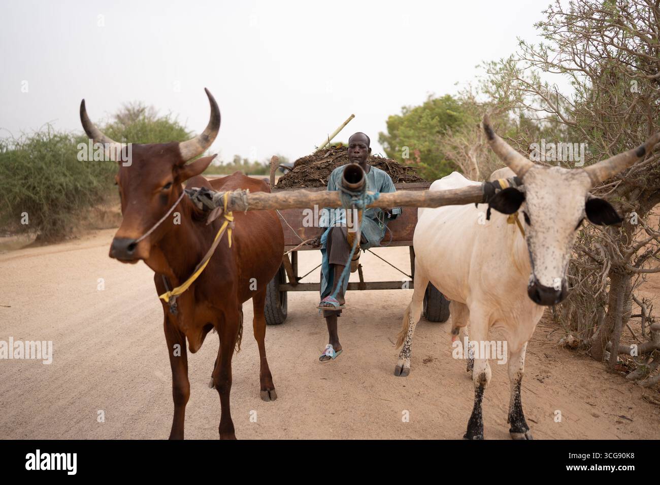 African man bull riding hi-res stock photography and images - Alamy