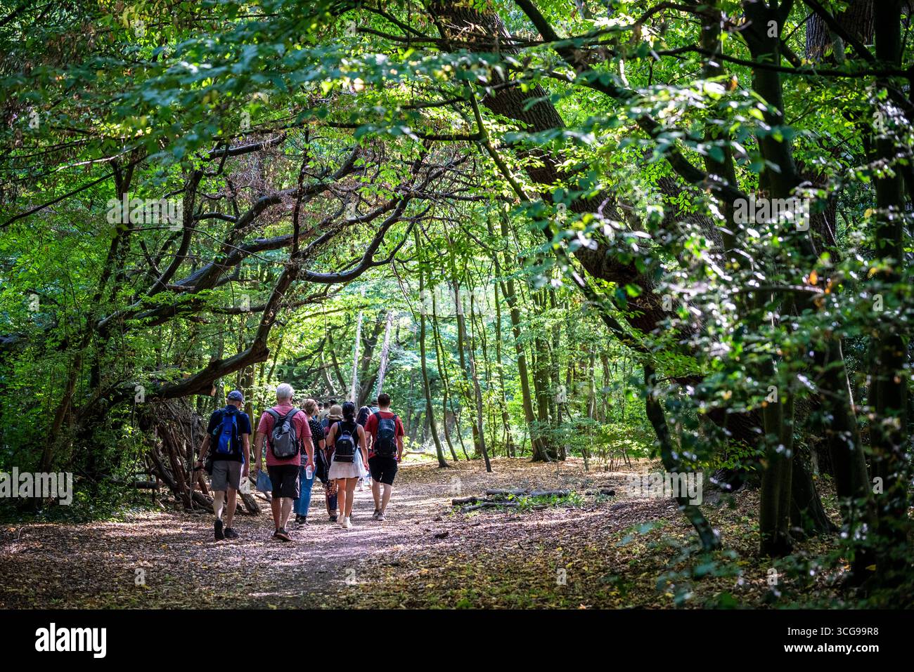People hiking in Epping Forest, is a 2,400-hectare area of ancient ...