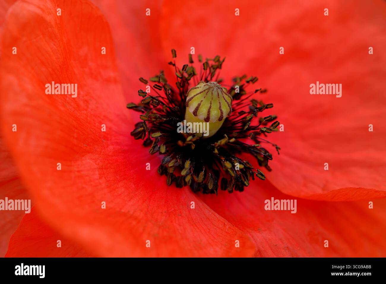 Rounded seed structure hi-res stock photography and images - Alamy