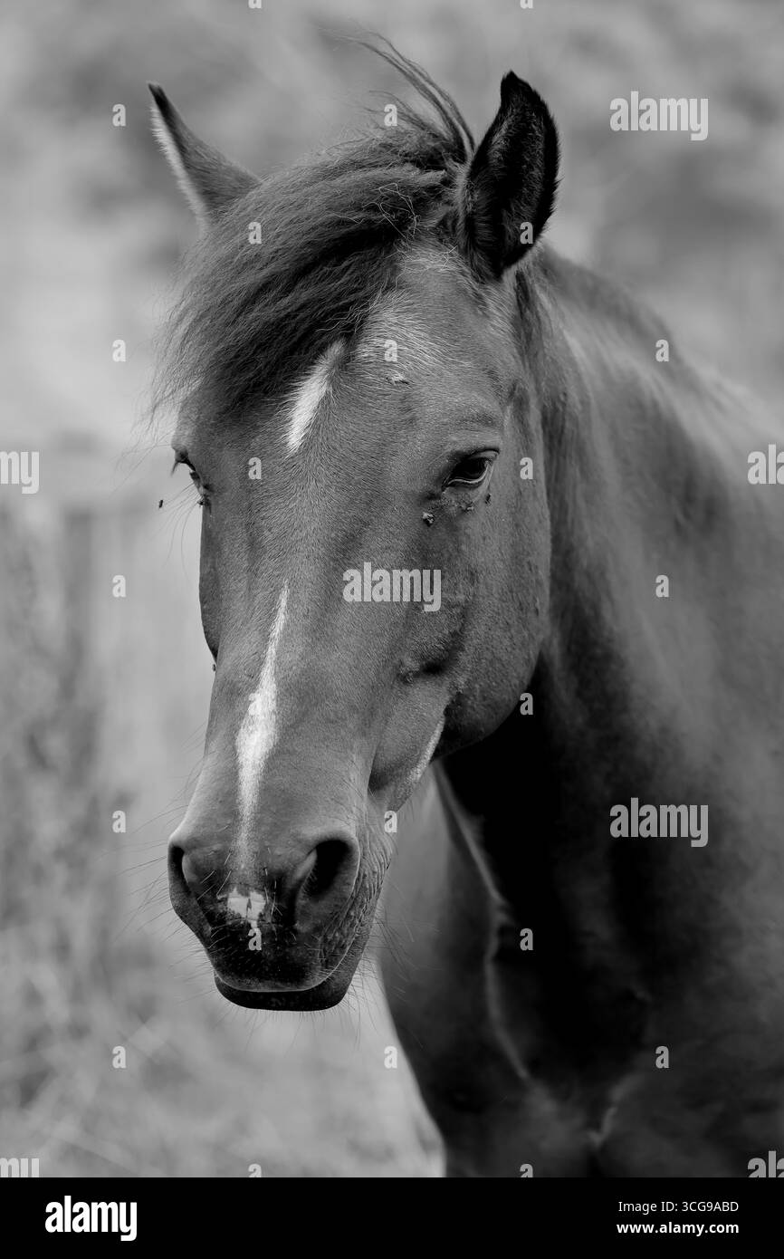 Black around the nostrils hi-res stock photography and images - Alamy